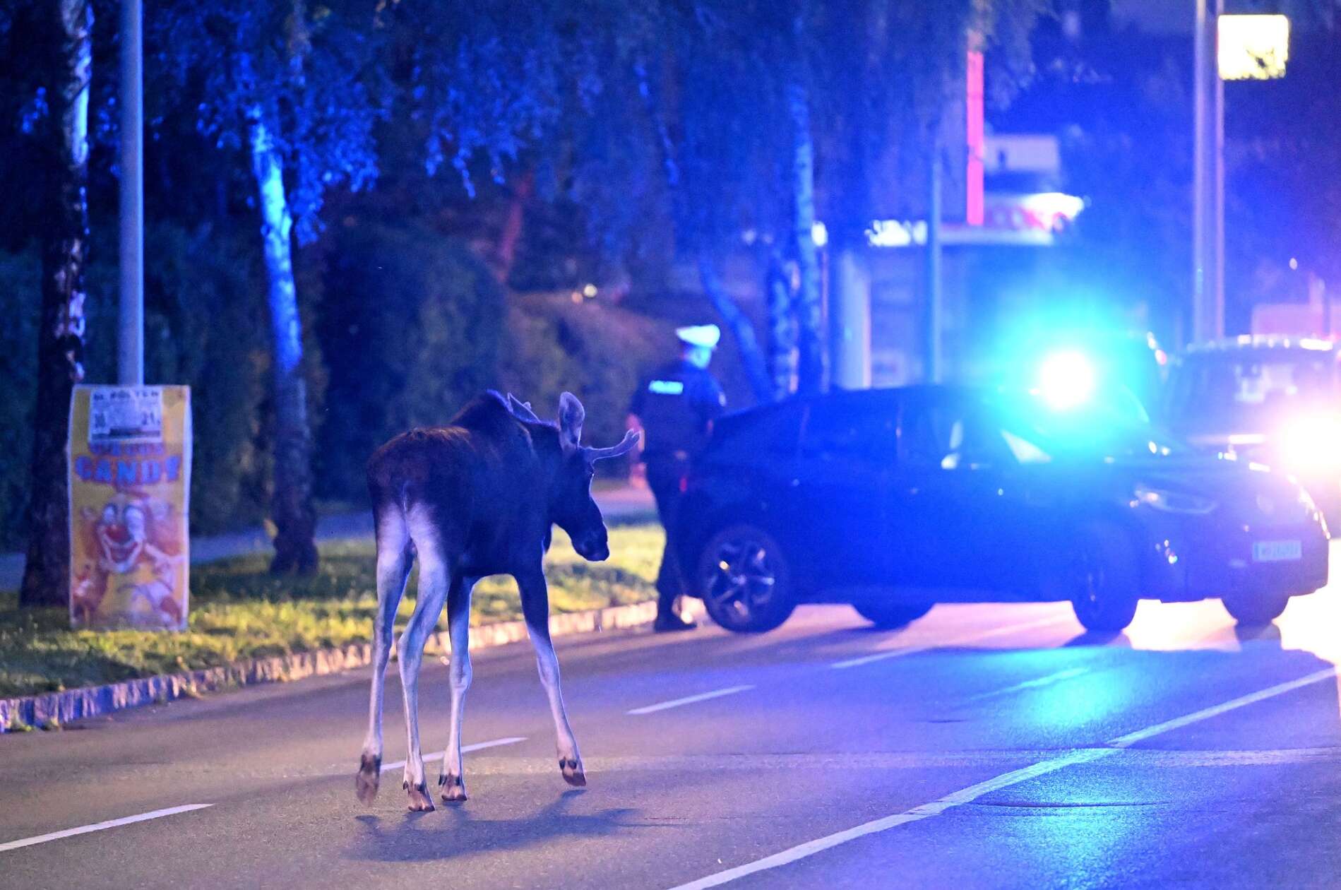 Elch «Emil» legt wichtige Bahnstrecke in Österreich lahm | ANTENNE BAYERN