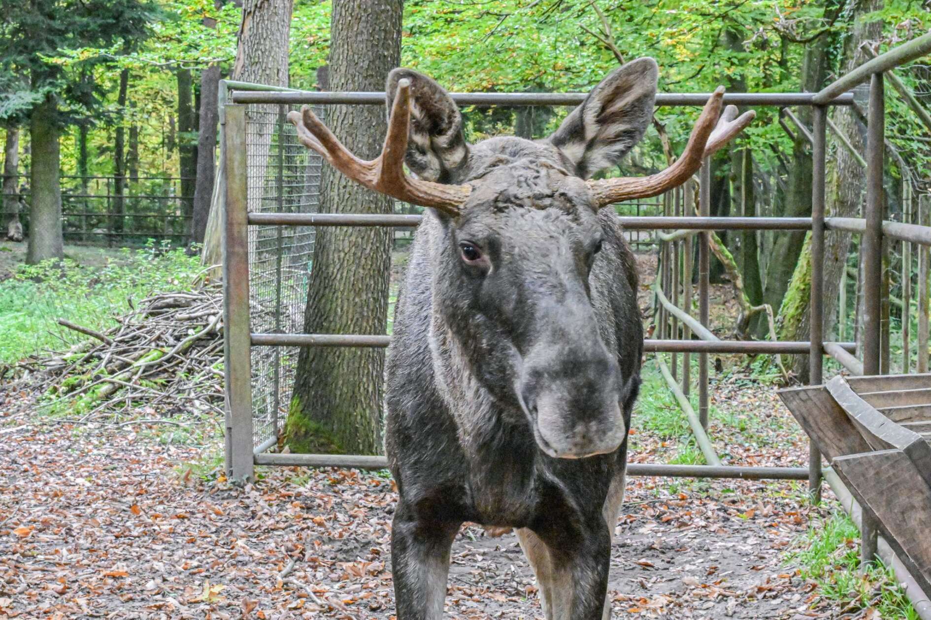 Nach Tagen im Schwarzwald: Elch Erwin wieder im Wildpark | ANTENNE BAYERN