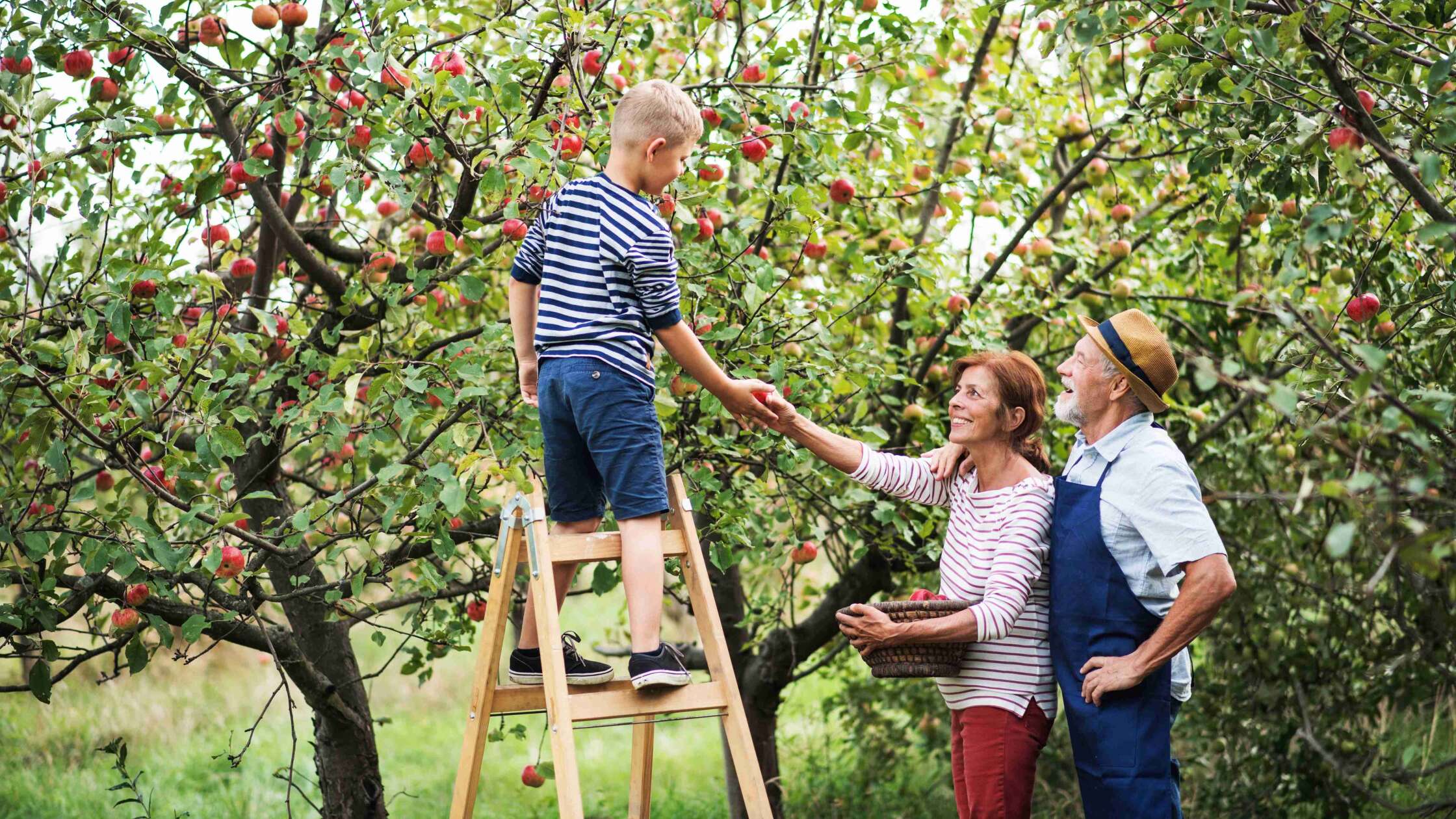 Umsonst und völlig legal: Hier dürft ihr in Bayern Obst ernten