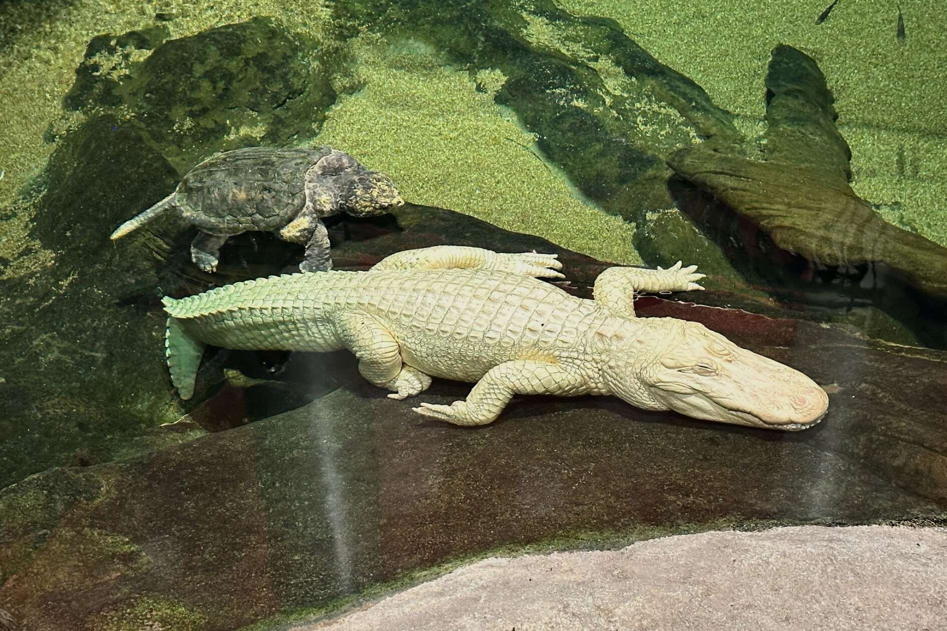 Albino-Alligator Claude in den USA gestorben | ANTENNE BAYERN