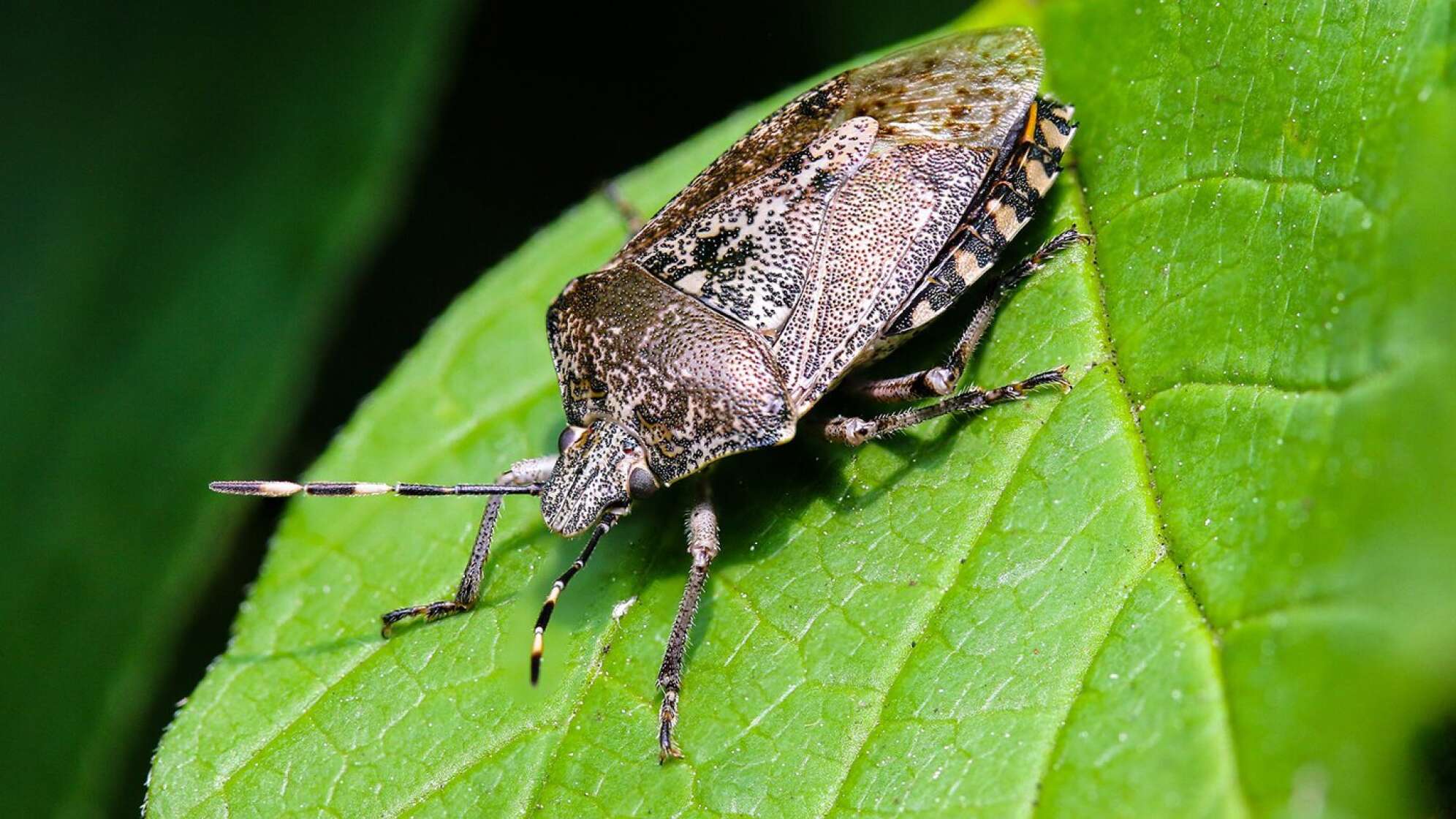 Wanzen breiten sich in Bayerns Häusern aus – das könnt ihr tun