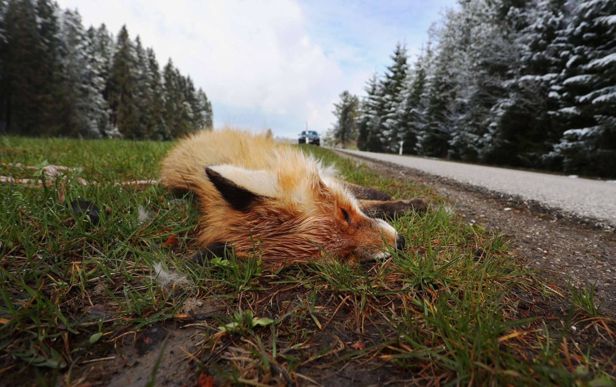 Fuchs stirbt durch verbotene Falle